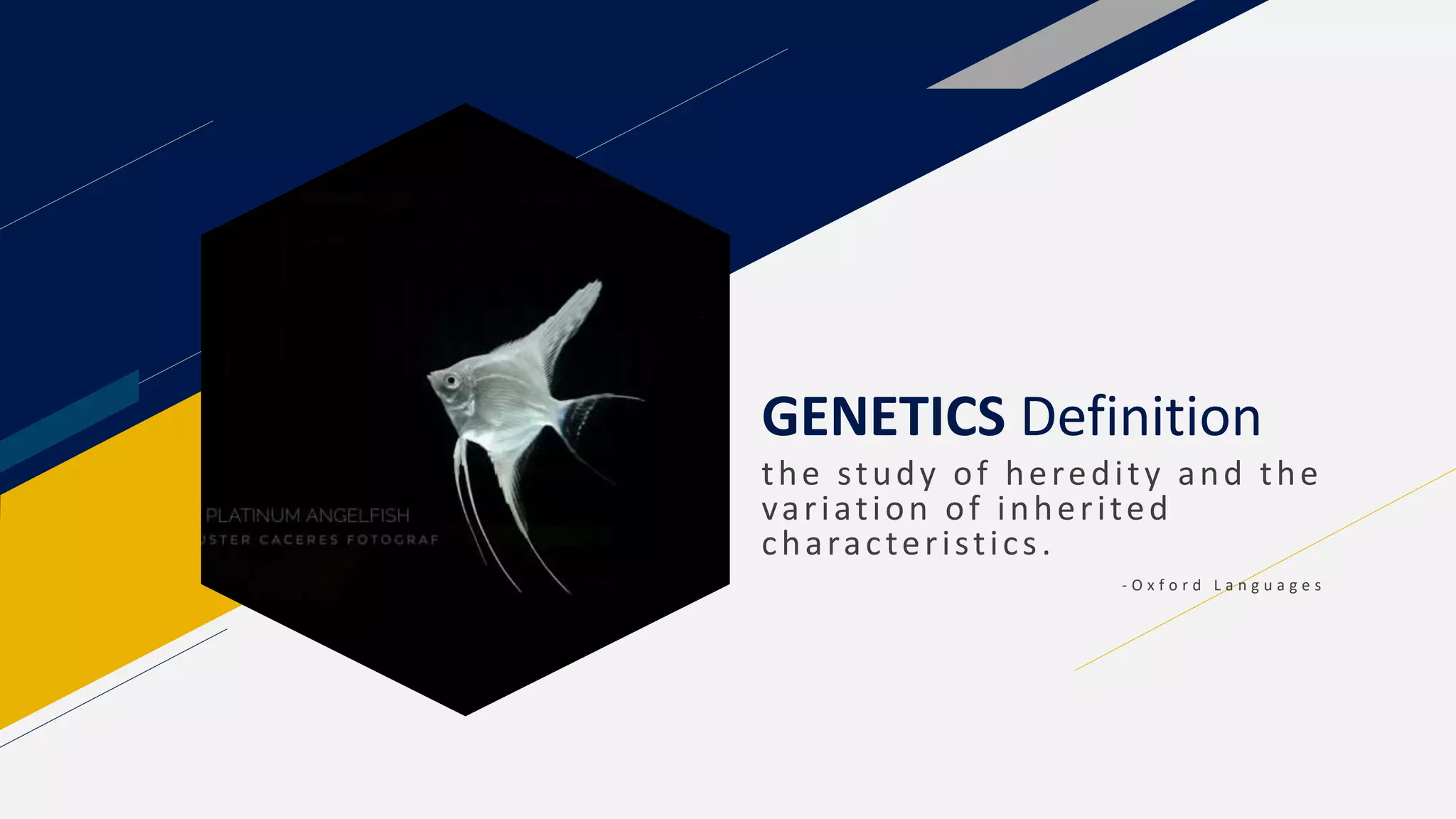 ANGELFISH Genetics.pptx