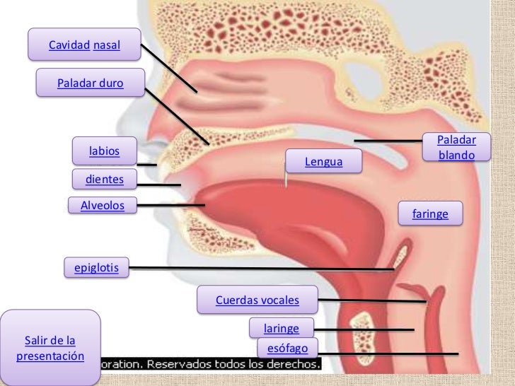 Partes de la boca nombres - Imagui