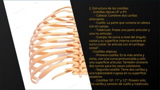 Estructuras oseas (costillas y esternón) | PPTX