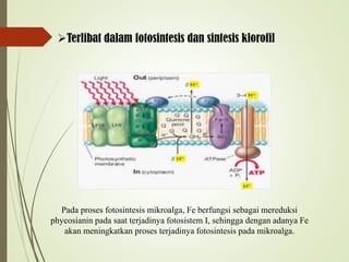 Angga febrian (f1c115006) fe dalam jagung
