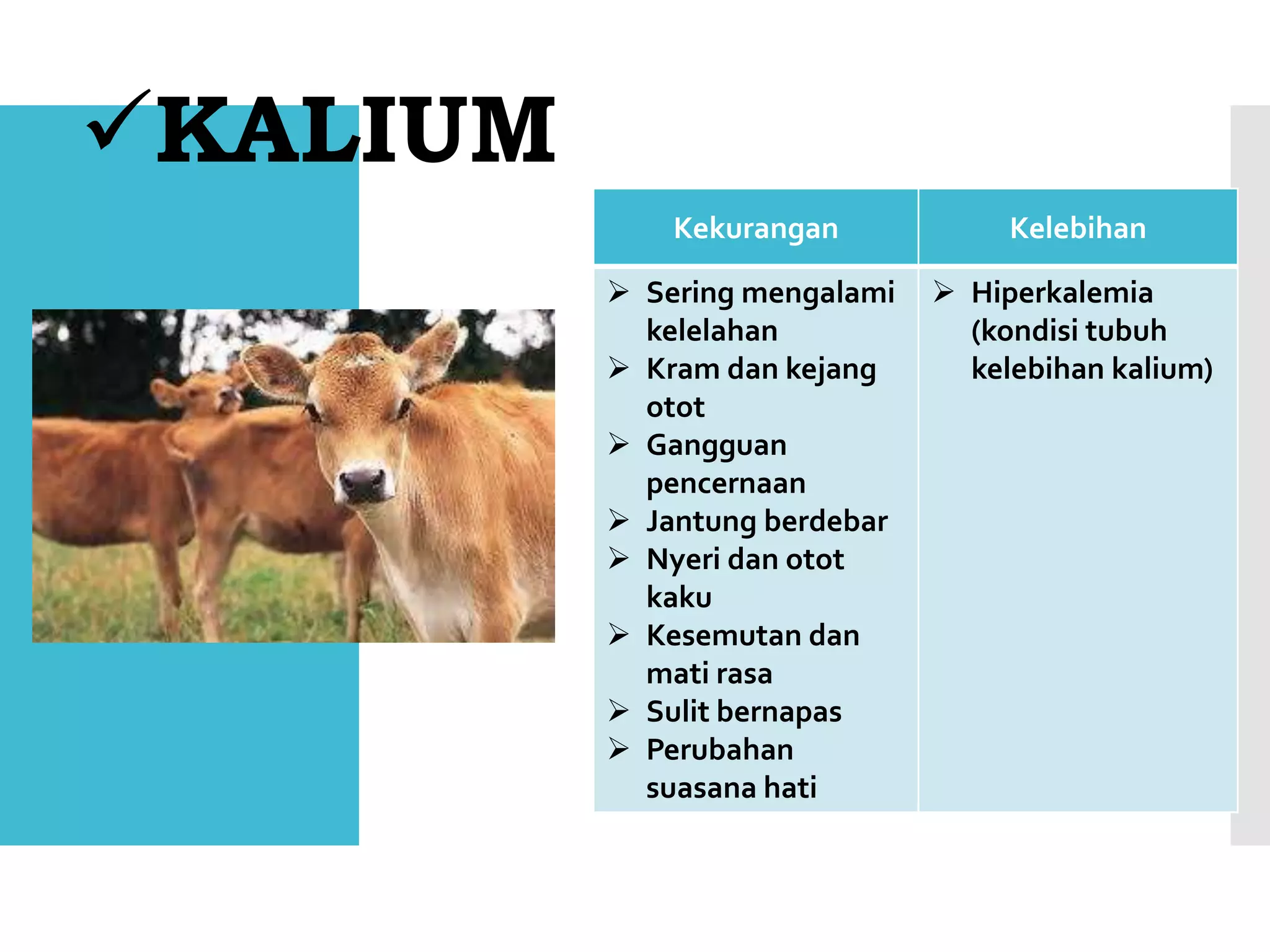 Angga febrian (f1c115006) kalium dalam sapi | PPT