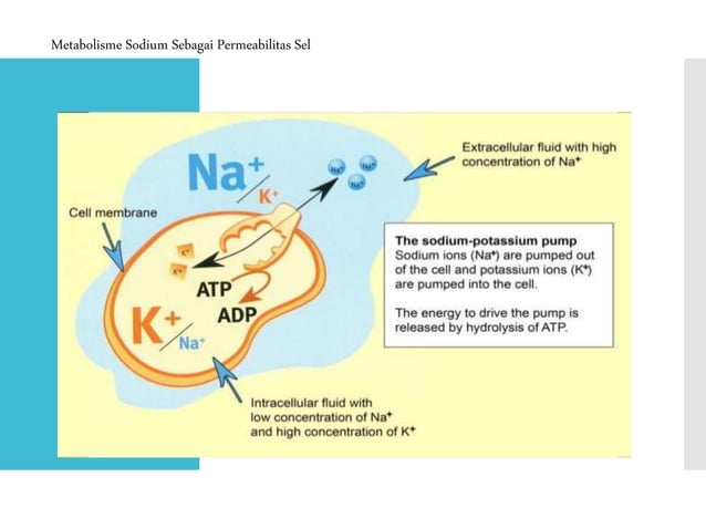 Angga febrian (f1c115006) kalium dalam sapi | PPT
