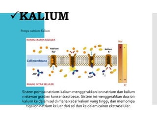 Angga febrian (f1c115006) kalium dalam sapi | PPT