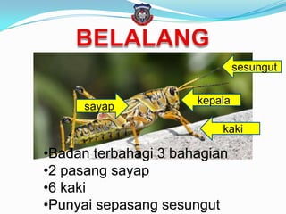 Anggota haiwan | PPTX