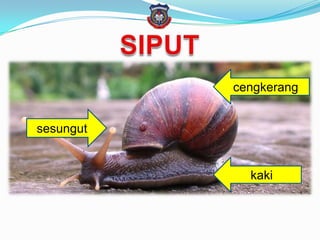 Anggota haiwan | PPTX