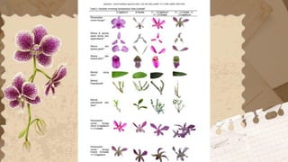 ANGGREK HIBRIDA DARI INDONESIAAAAAA.pptx