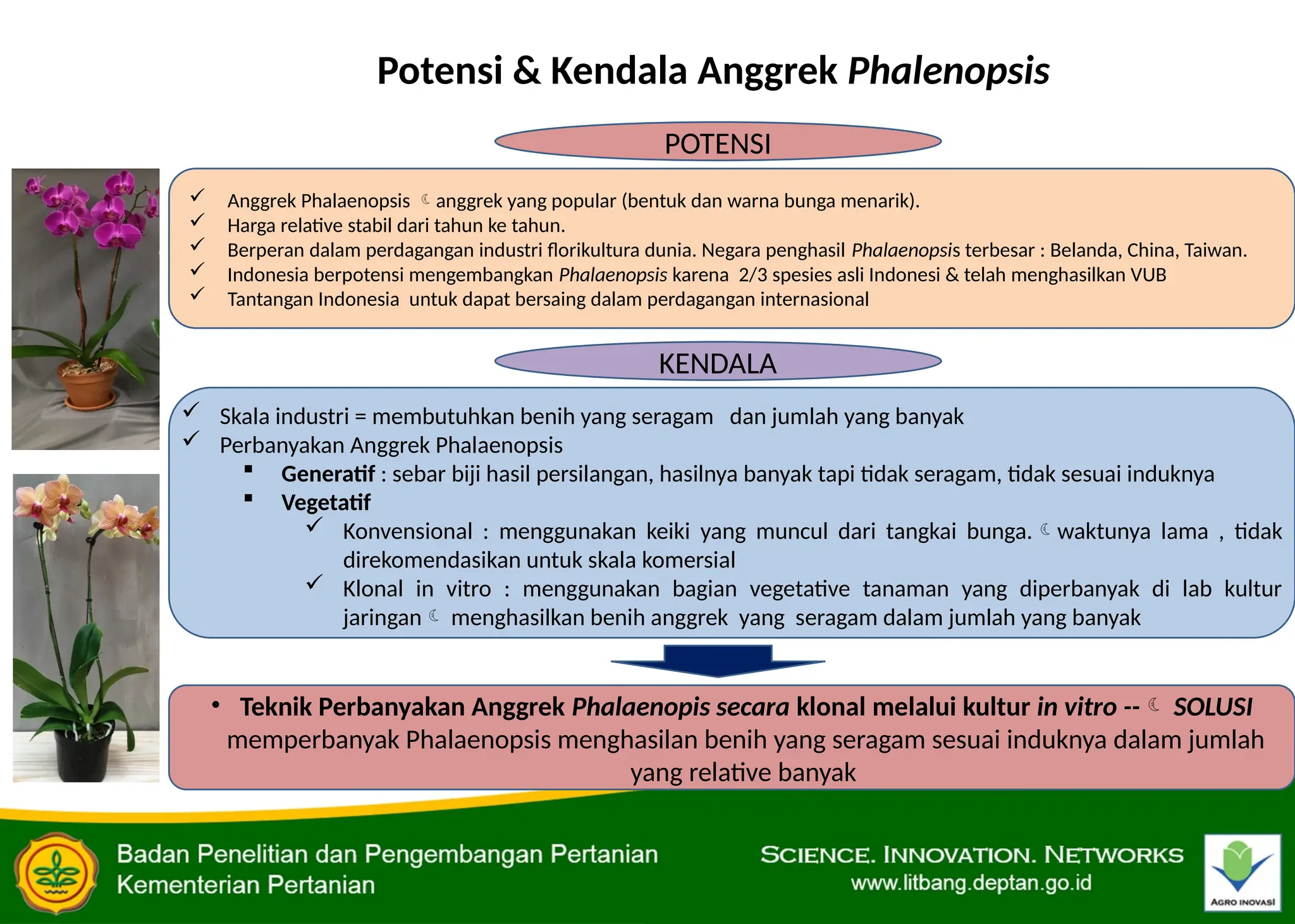 Teknik Perbanyakan Anggrek Phalaenopis secara klonal melalui kultur in ...