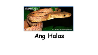 Ang Halas | PPTX