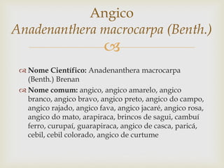 Angico Anadenanthera macrocarpa(Benth.) / Parapiptadenia rigida(Benth ...