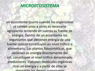 microecosistema | PPTX