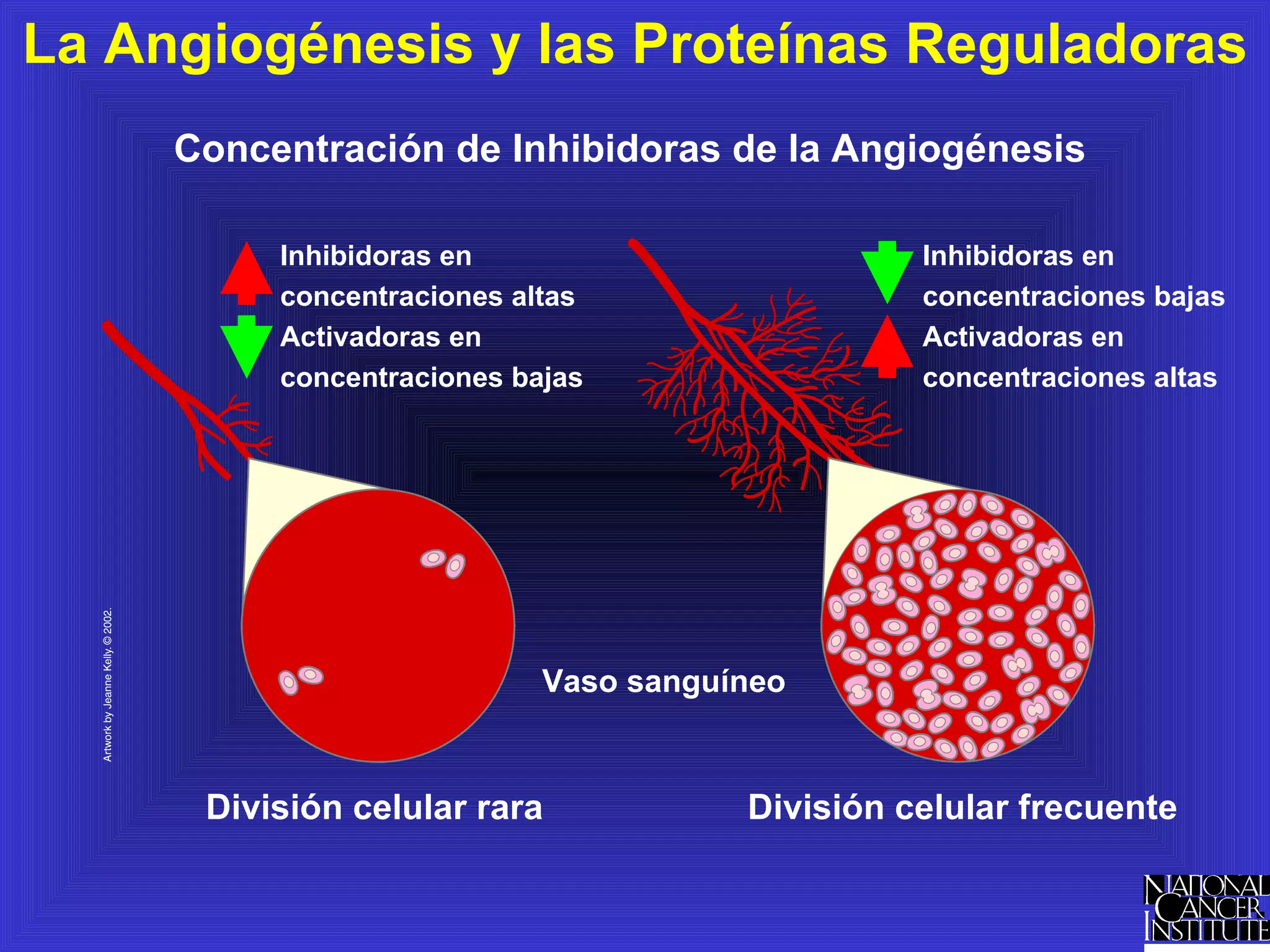 Entendiendo la Angiogénesis | PPT