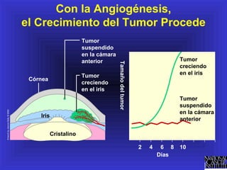 Entendiendo la Angiogénesis | PPT
