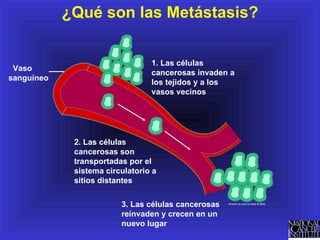 Entendiendo la Angiogénesis | PPT