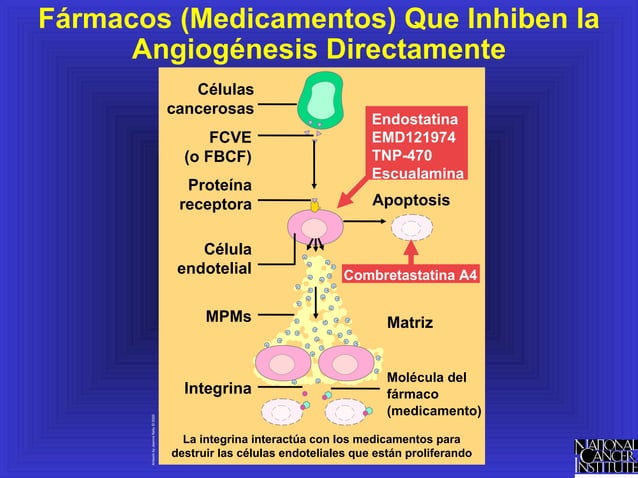 Entendiendo la Angiogénesis | PPT