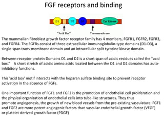 Angiogenesis Overview | PPT