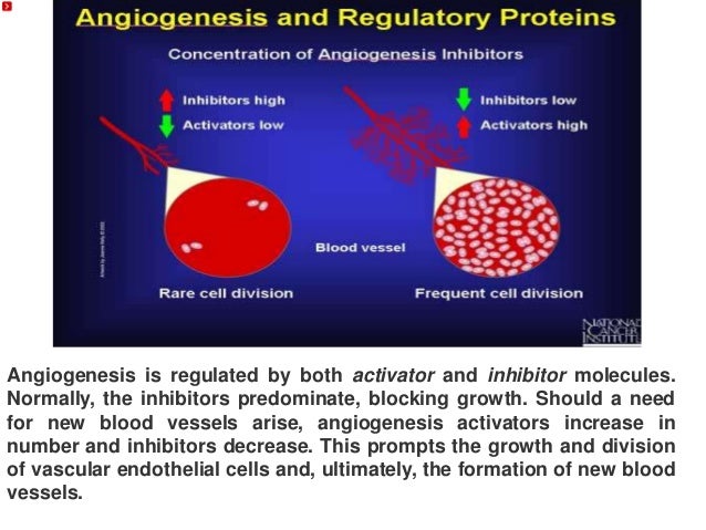 Angiogenesis Overview