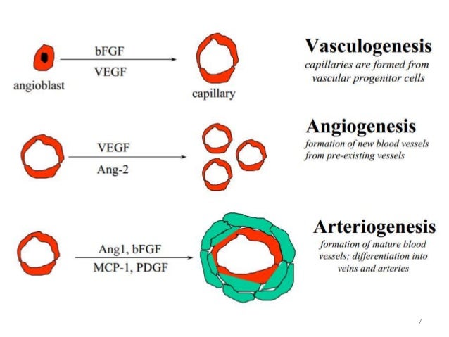 Angiogenesis