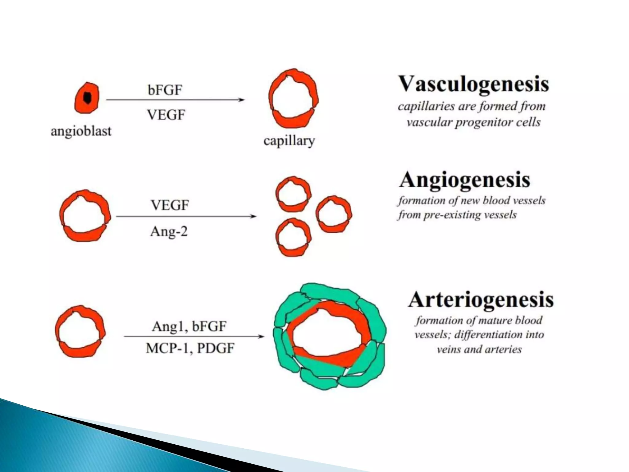 Angiogenesis in health and disease | PPTX