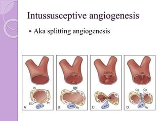 Angiogenesis | PPT