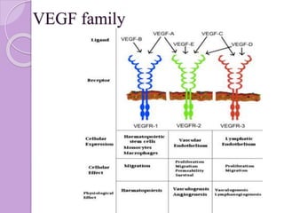Angiogenesis | PPT