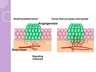 Angiogenesis | PPT