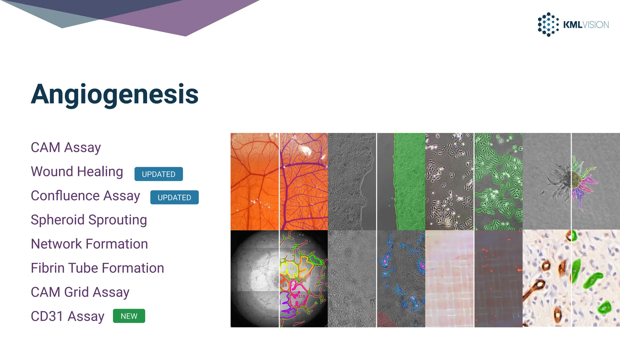 Angiogenesis Use Cases Solved with IKOSA | PDF