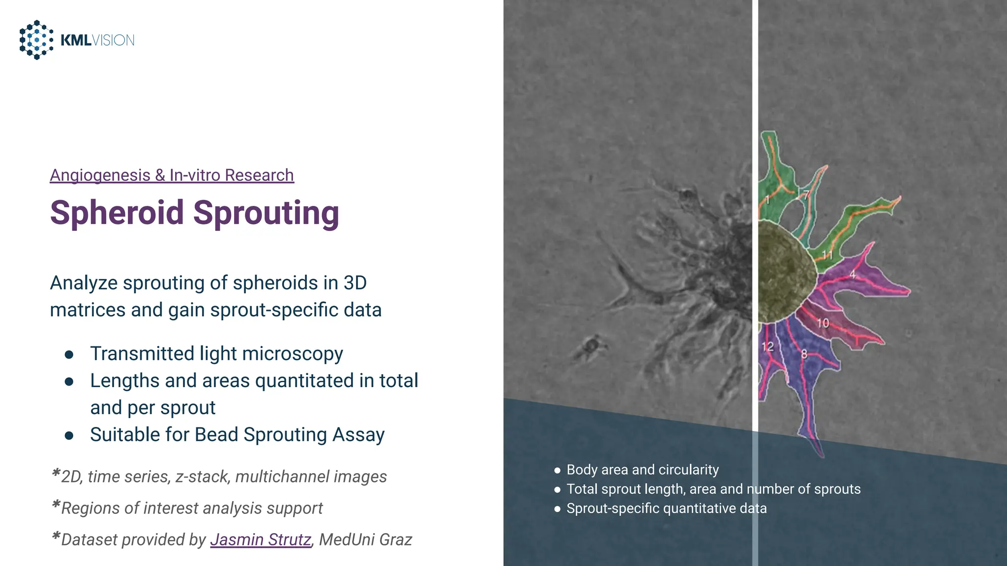 Angiogenesis Use Cases Solved with IKOSA | PDF