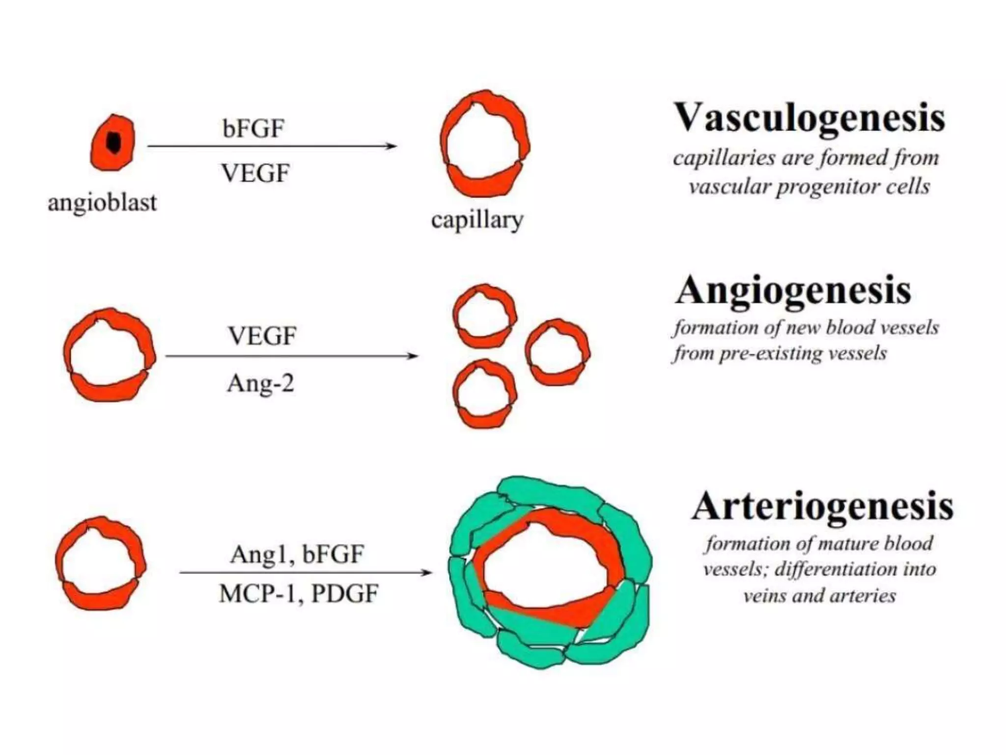 Angiogenesis | PPTX