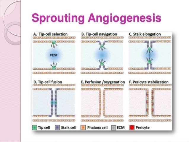 Angiogenesis, Introduction to Understand the Art.
