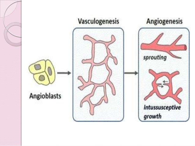 Angiogenesis, Introduction to Understand the Art.