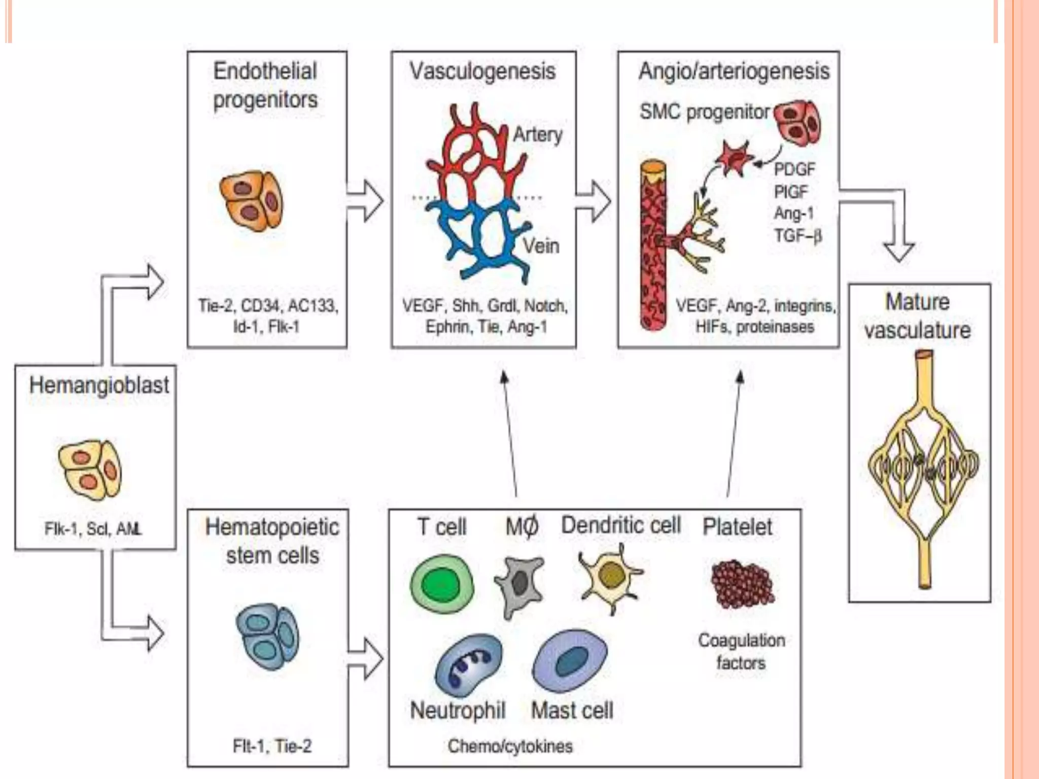 Angiogenesis in health and disease | PPTX