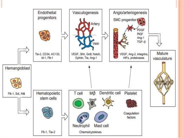 Angiogenesis in health and disease