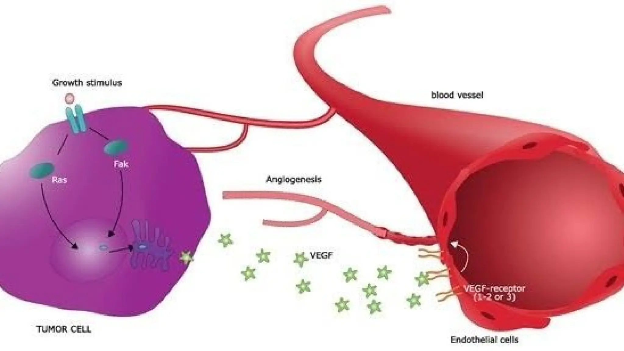 Angiogenesis of Cancer Cellvhhhvvvs.pptx