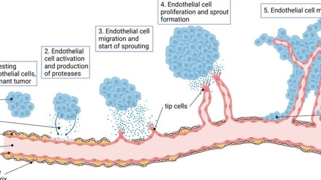 Angiogenesis of Cancer Cellvhhhvvvs.pptx