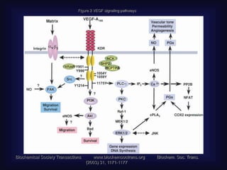Angiogenesis presentation | PPT