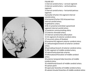 Angiografia Neurovascular | PPTX