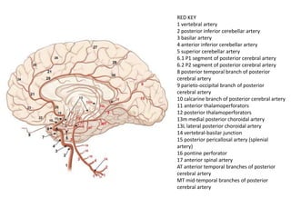 Angiografia Neurovascular | PPTX