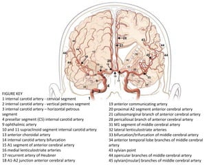 Angiografia Neurovascular | PPTX