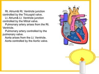Angiography {arteriography} | PPSX