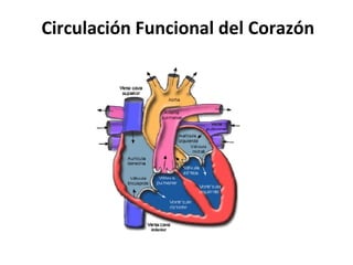 CORAZON | PDF