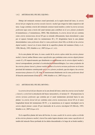 Angiologia comparada. Arterias-del-miembro-pelvico-de-los-animales ...