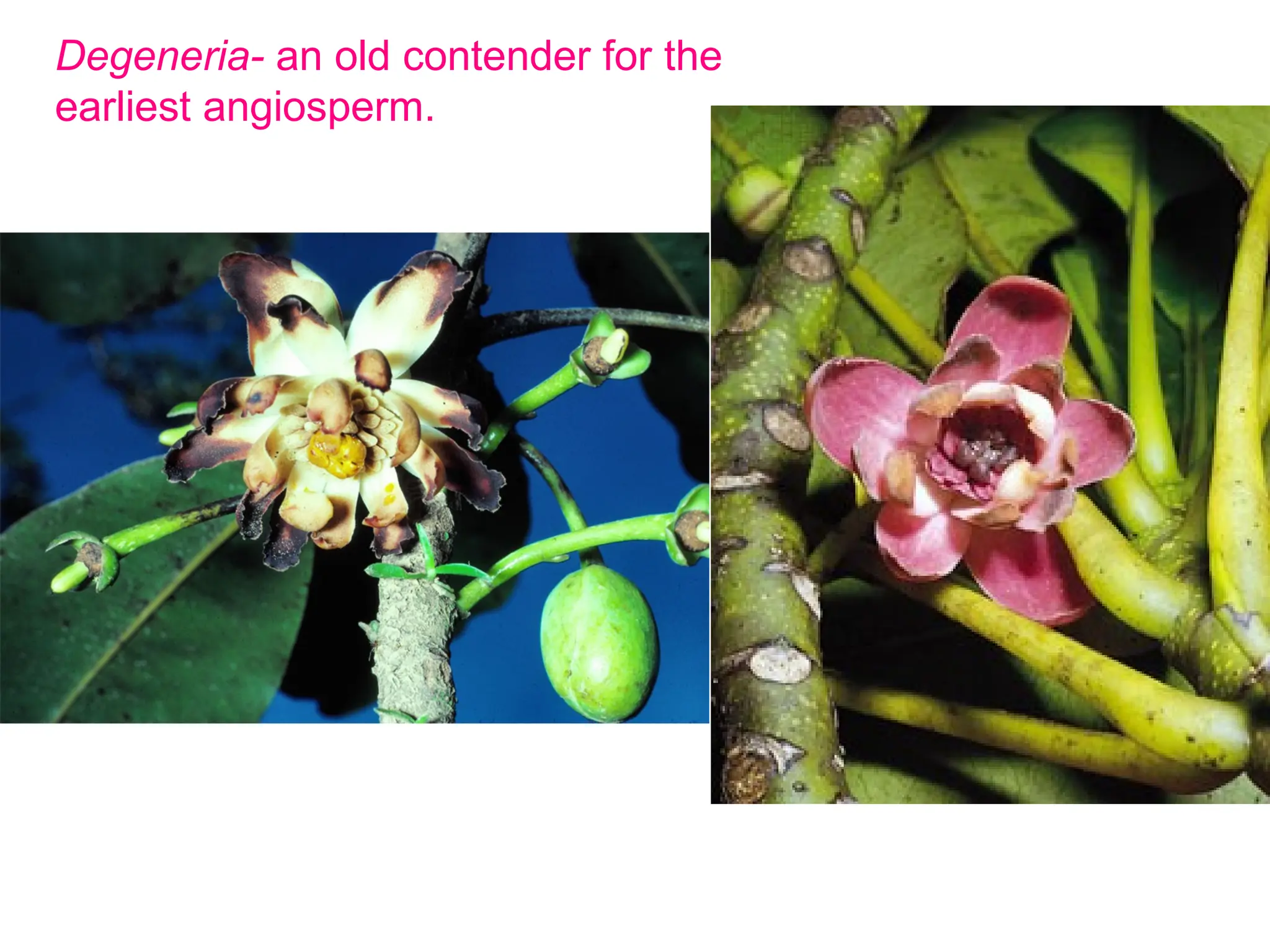 AngioOrigTreesAngio origin trees Angio origin trees | PPT