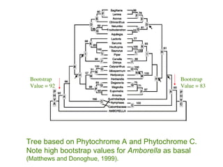 AngioOrigTreesAngio origin trees Angio origin trees | PPT