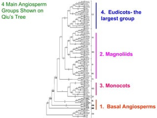 AngioOrigTreesAngio origin trees Angio origin trees | PPT