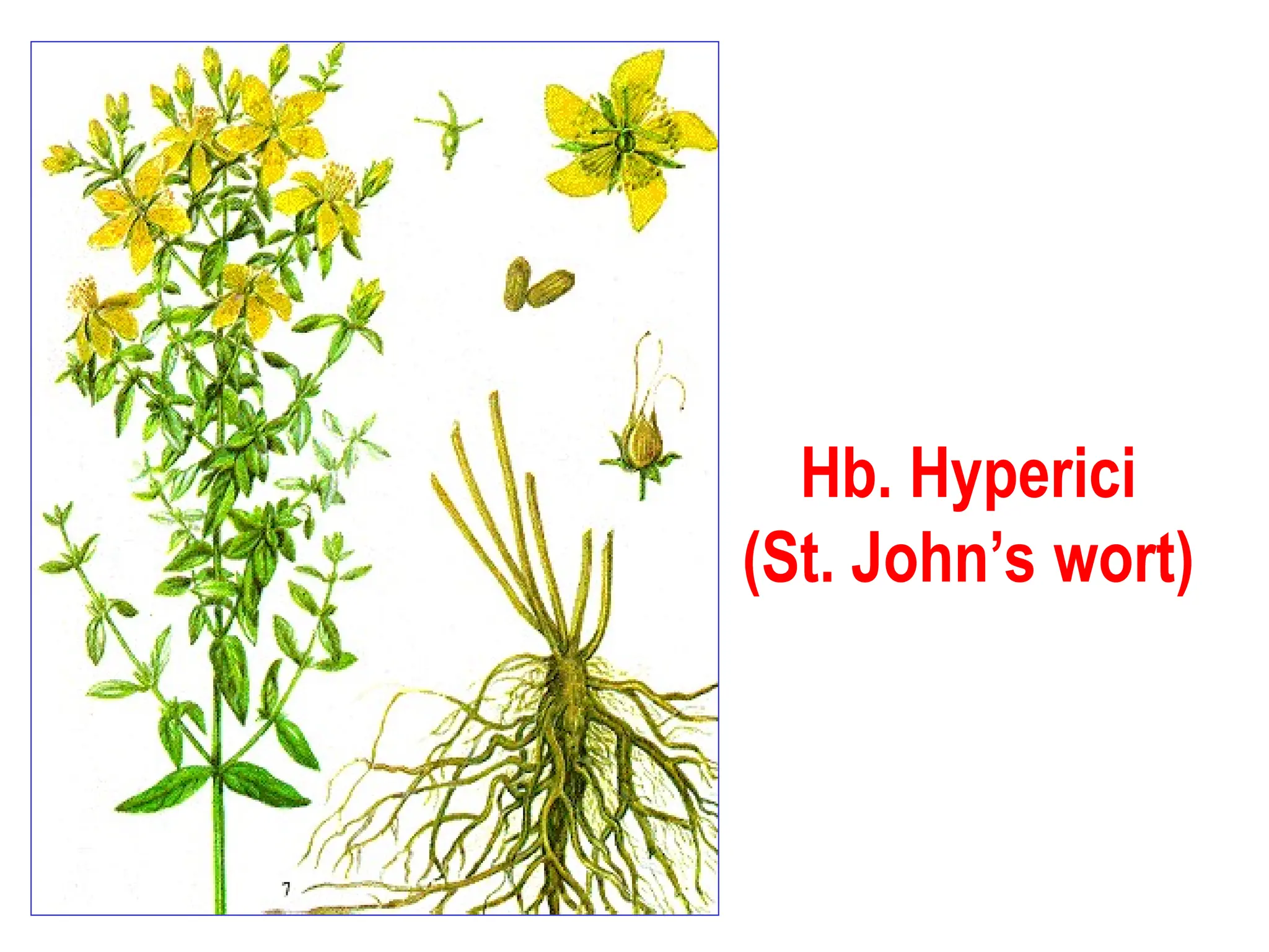 Angioprotectors ( details of drugs ).ppt