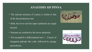 ANGIOPTERIS a pteridophyte fern (king fern) | PPTX