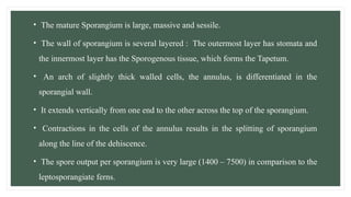 ANGIOPTERIS a pteridophyte fern (king fern) | PPTX