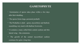 ANGIOPTERIS a pteridophyte fern (king fern) | PPTX