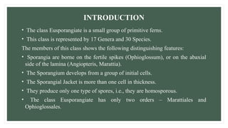 ANGIOPTERIS a pteridophyte fern (king fern) | PPTX