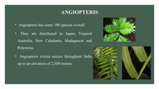 ANGIOPTERIS a pteridophyte fern (king fern) | PPTX
